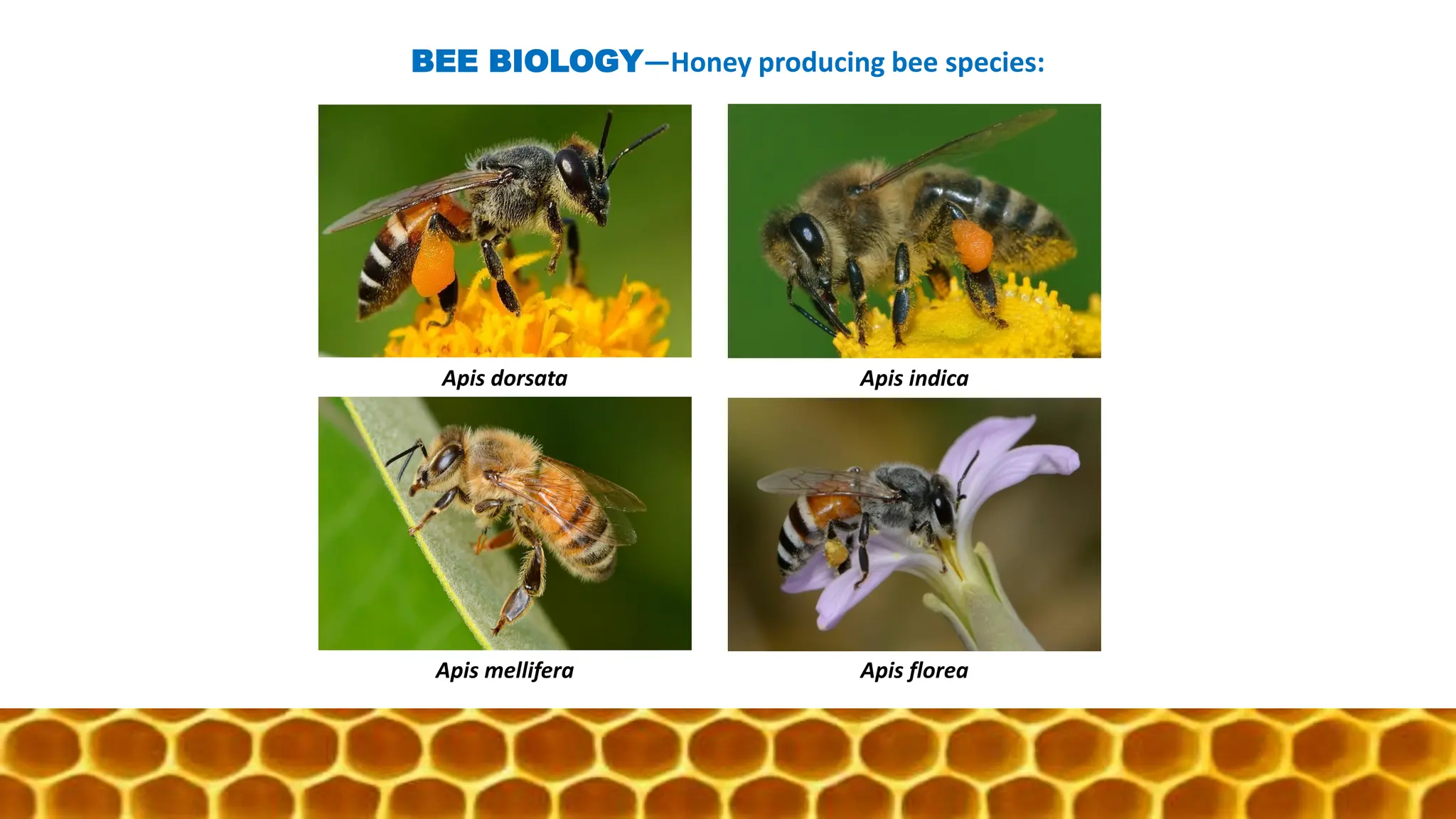 Introduction to Honeybees and Apiculture | PDF