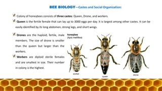 Introduction to Honeybees and Apiculture | PDF