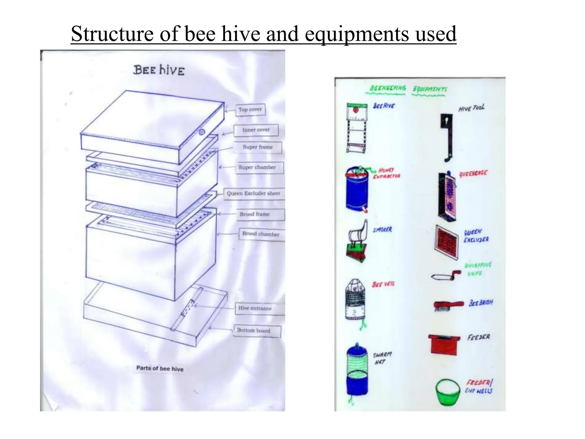 Apiculture-Honey bee rearing It is a art of rearing honey bees.pptx