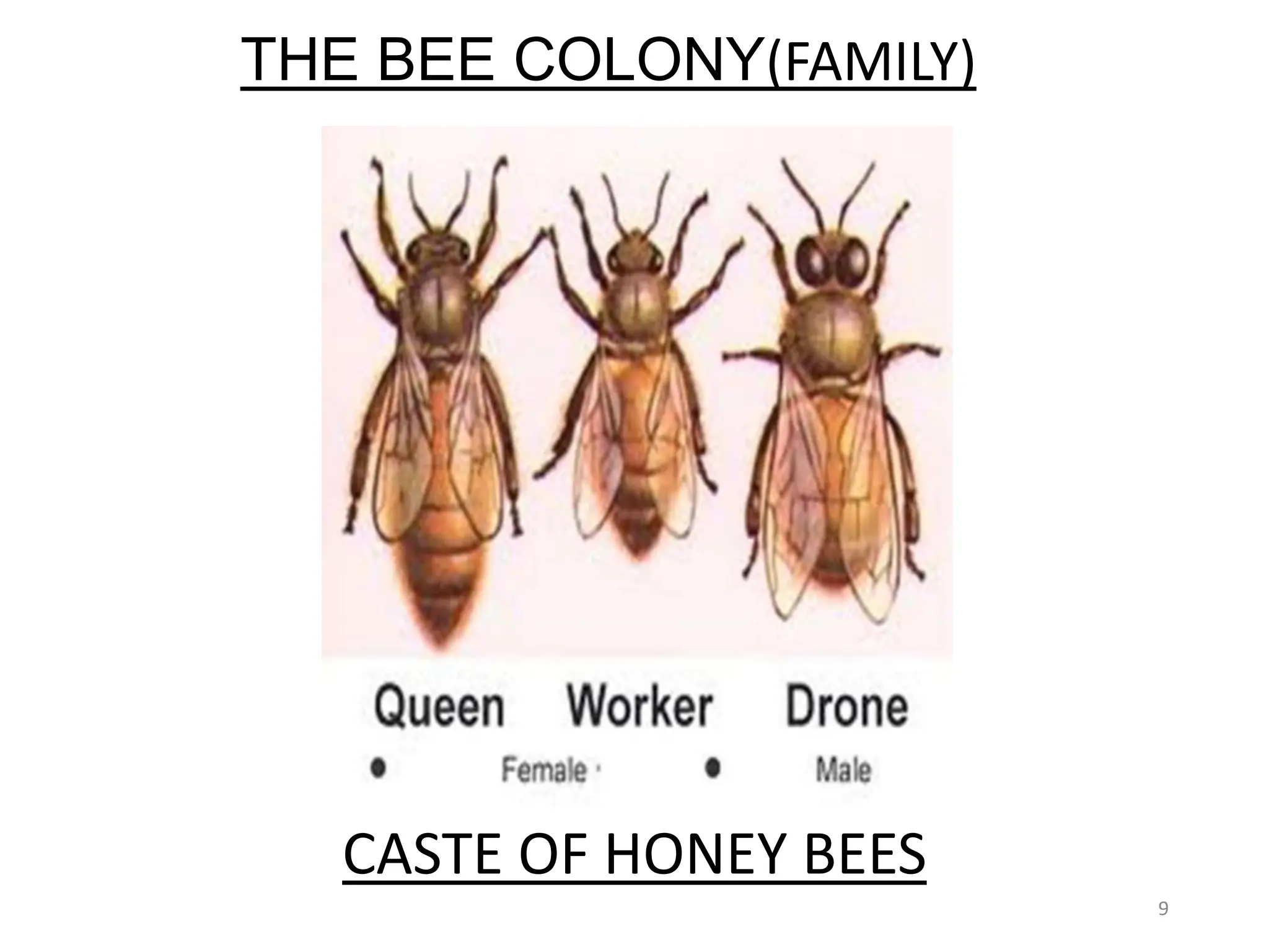 Apiculture-Honey bee rearing It is a art of rearing honey bees.pptx