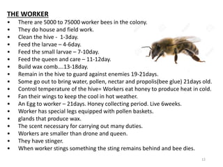 Apiculture-Honey bee rearing It is a art of rearing honey bees.pptx