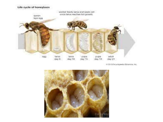 Apiculture-Honey bee rearing It is a art of rearing honey bees.pptx ...