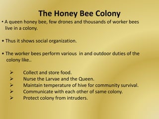 Apiculture bee behavior and communication | PPTX