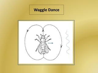 Apiculture bee behavior and communication | PPTX