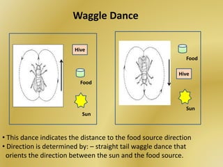 Apiculture bee behavior and communication | PPTX