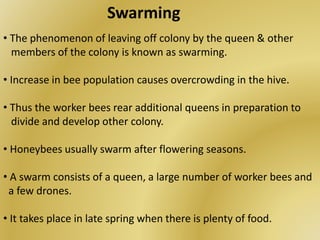 Apiculture bee behavior and communication | PPTX