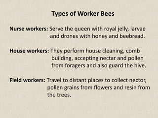 apiculture-typesofhoneybeesandlifecycle-200411174407-1.pdf