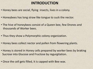 apiculture-typesofhoneybeesandlifecycle-200411174407-1.pdf