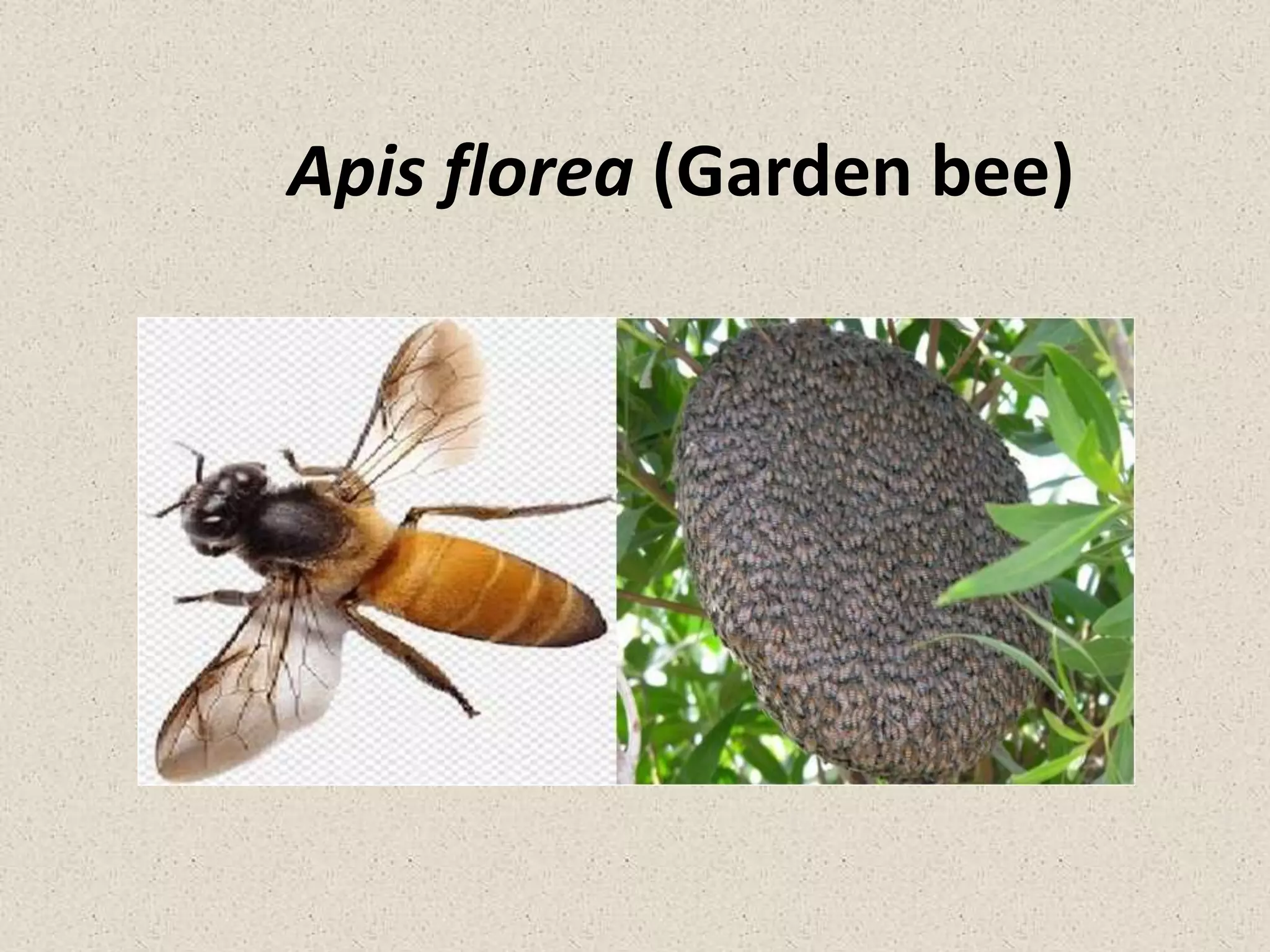 Apiculture types of honey bees and life cycle | PPTX