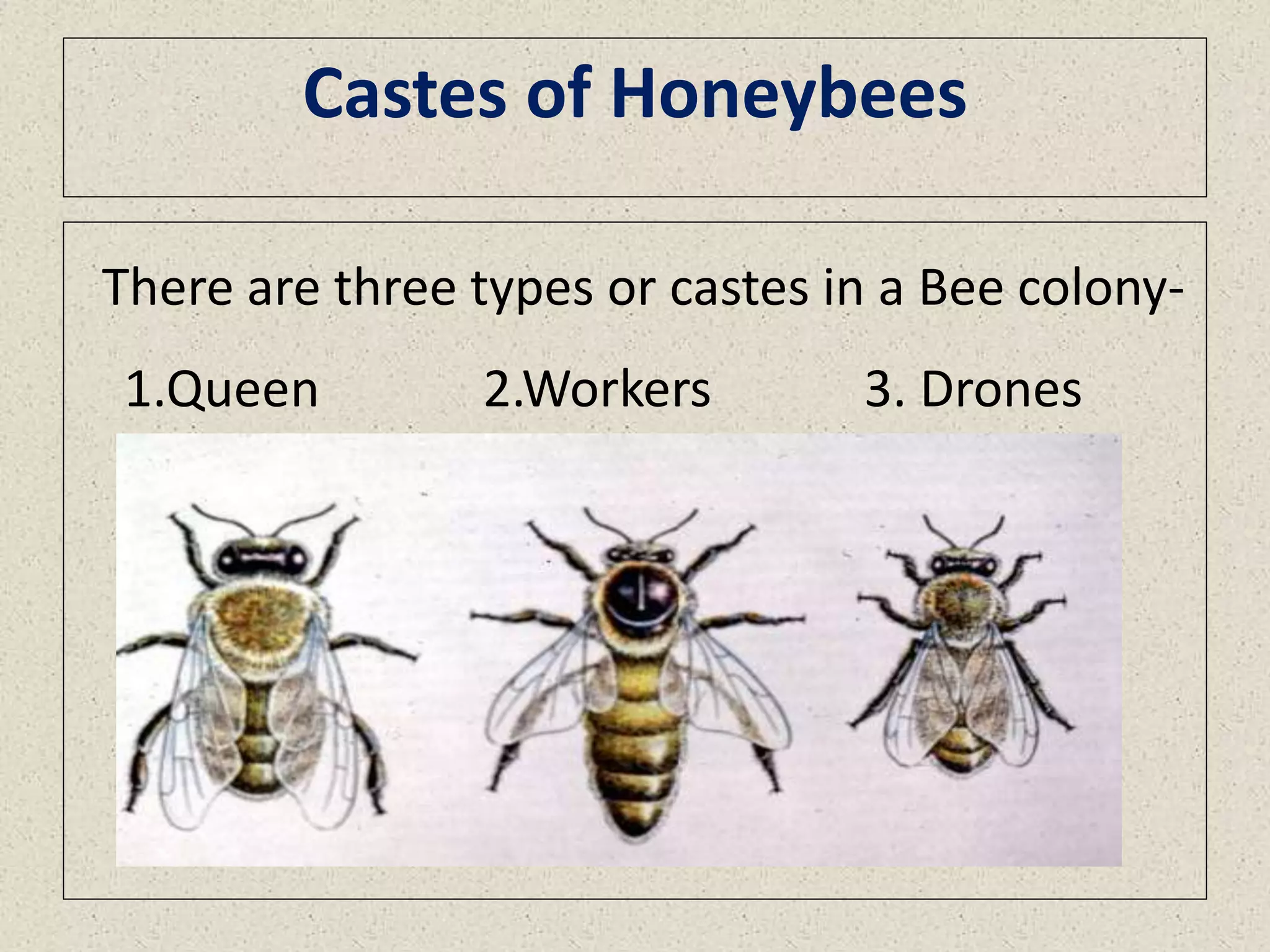 Apiculture types of honey bees and life cycle | PPTX