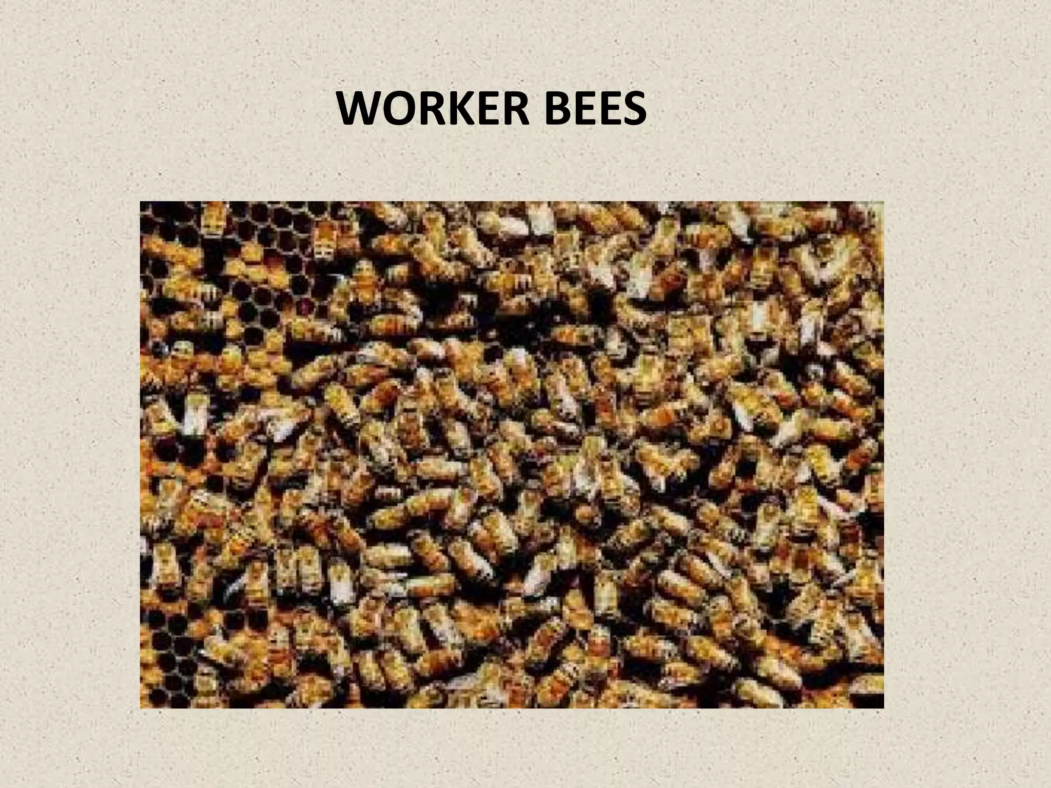 Apiculture types of honey bees and life cycle | PPTX