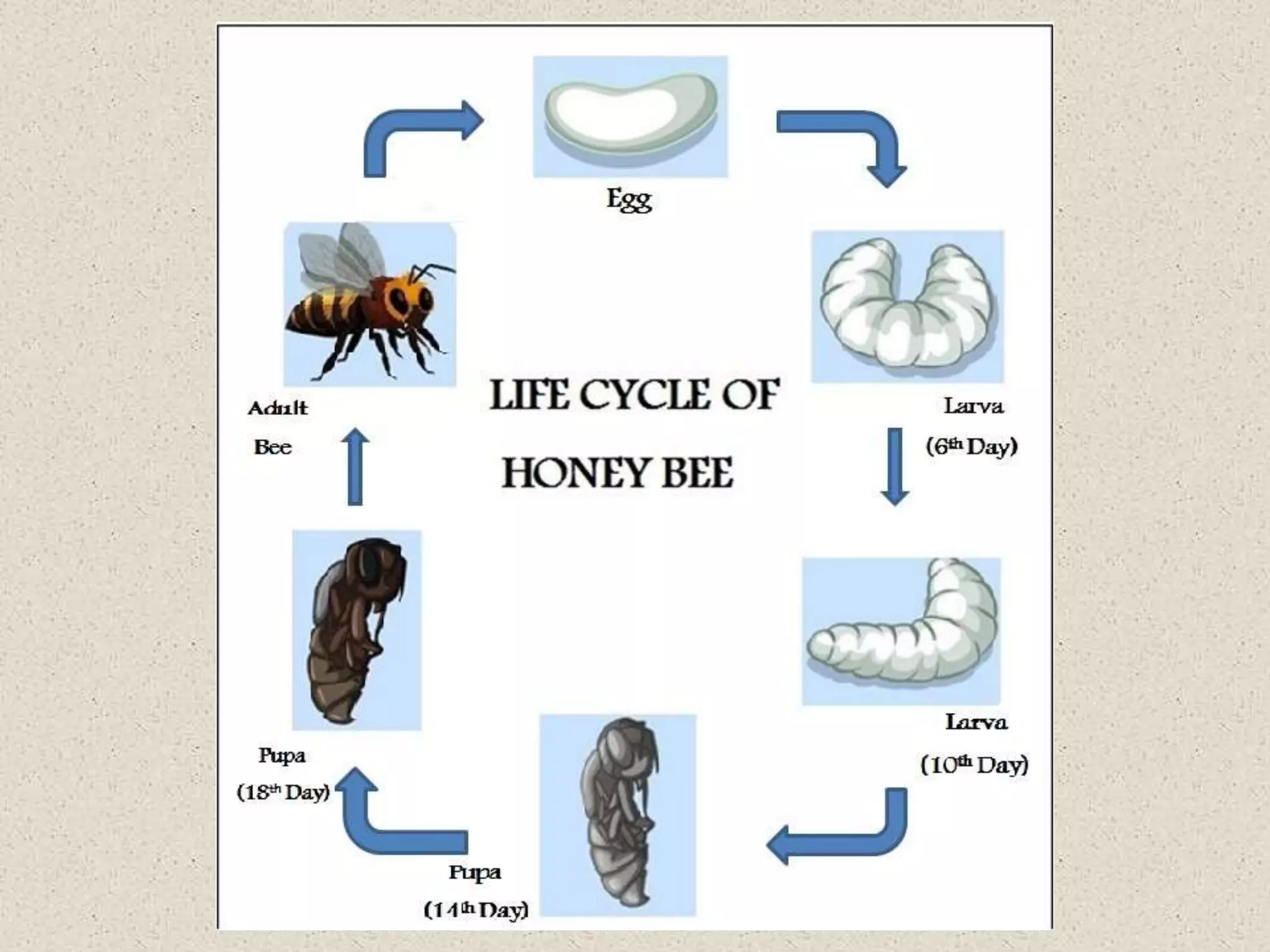 Apiculture types of honey bees and life cycle | PPTX