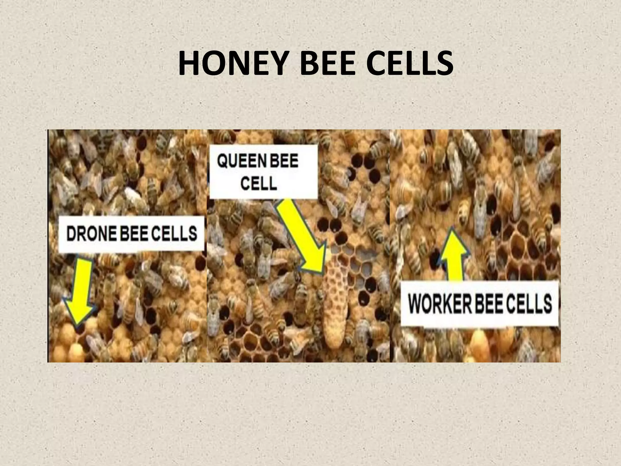 Apiculture types of honey bees and life cycle | PPTX