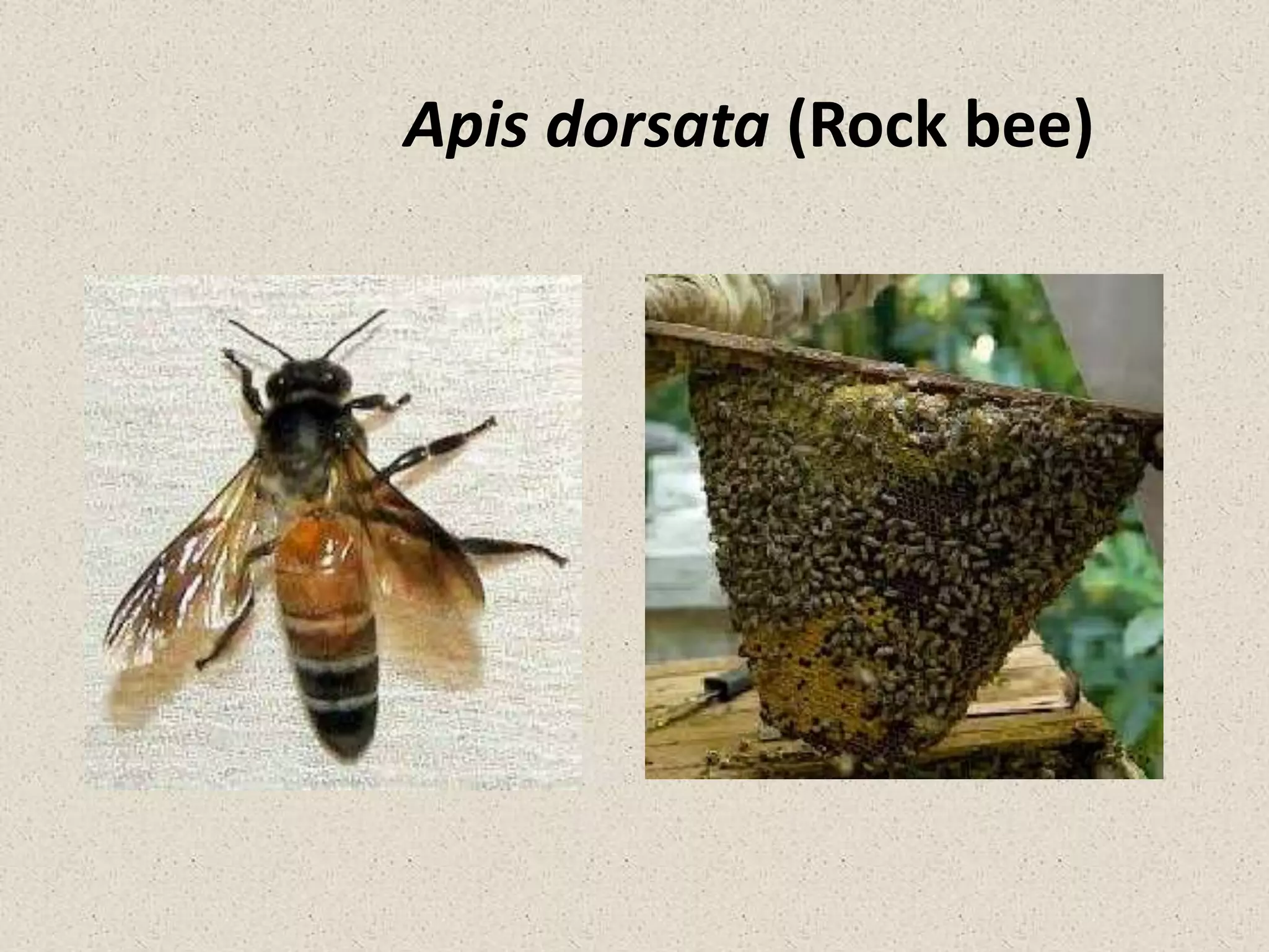 Apiculture types of honey bees and life cycle | PPTX