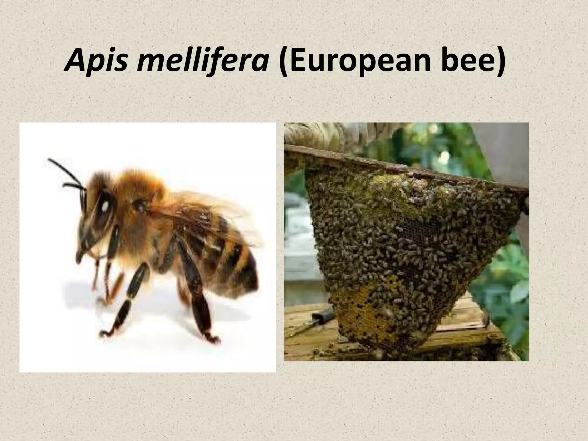 Apiculture types of honey bees and life cycle | PPTX
