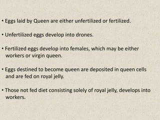 Apiculture types of honey bees and life cycle | PPTX
