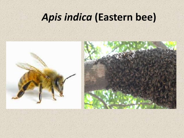 Apiculture types of honey bees and life cycle | PPTX