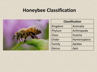 Life History Of Honey Bee