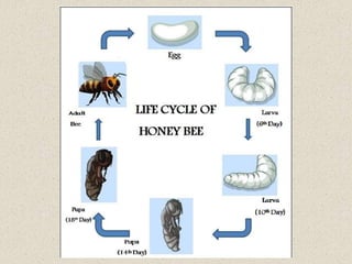 Life Cycle Of Honey Bee Ppt