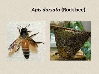 Parthenogenesis In Bees