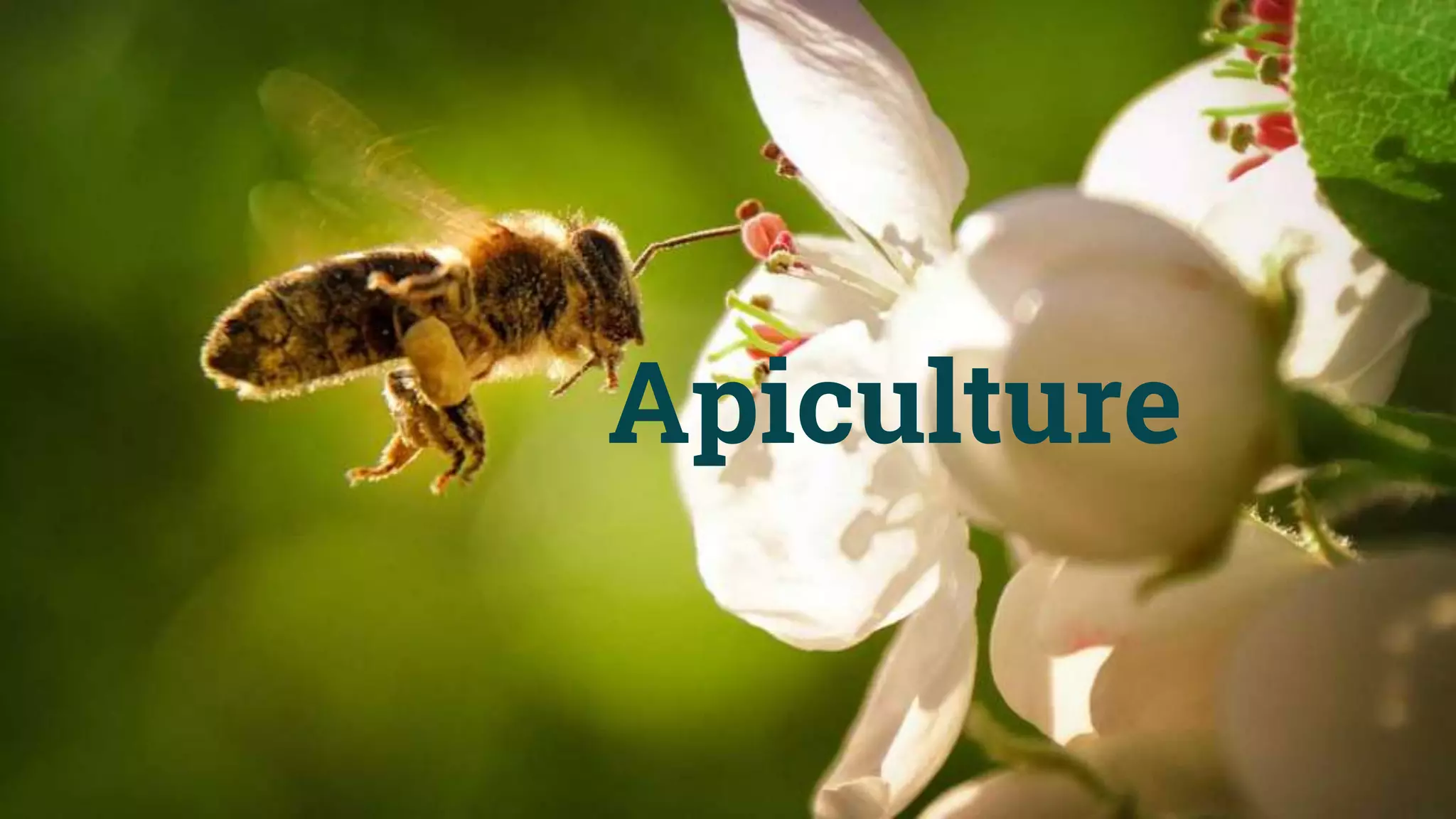 Apiculture (1) | PPT