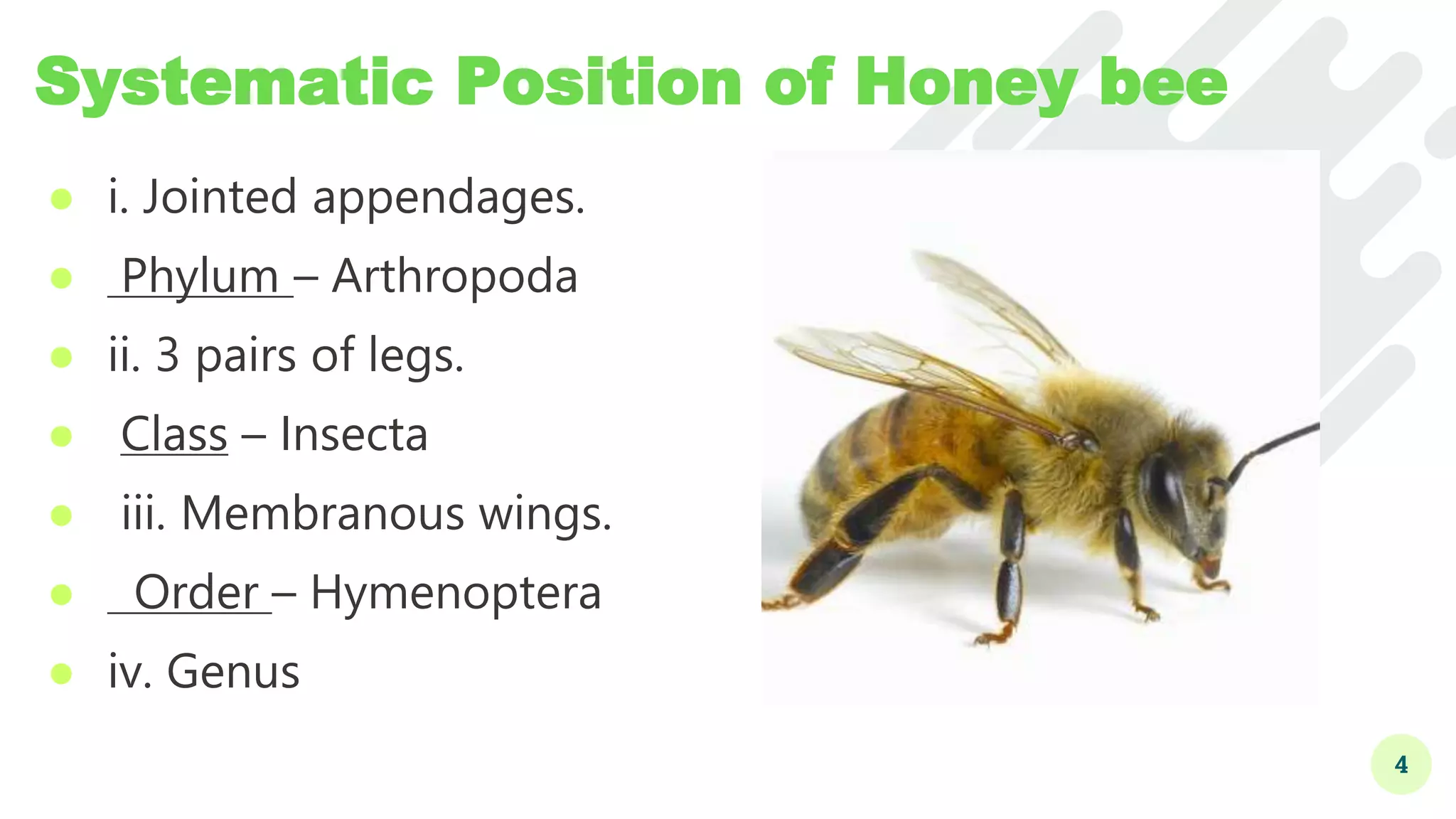 Apiculture (1) | PPT