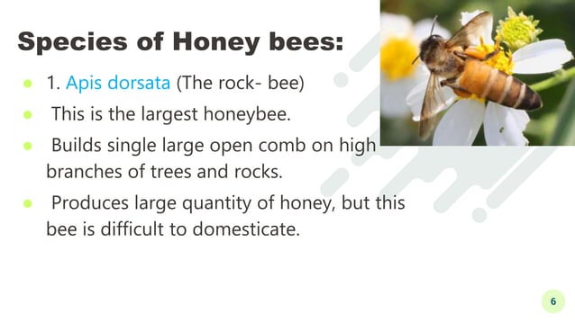 Apiculture (1) | PPT