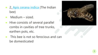 Apiculture (1) | PPT