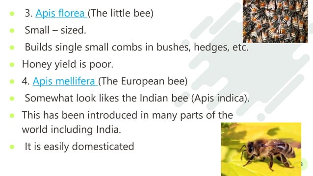 Apiculture (1) | PPT