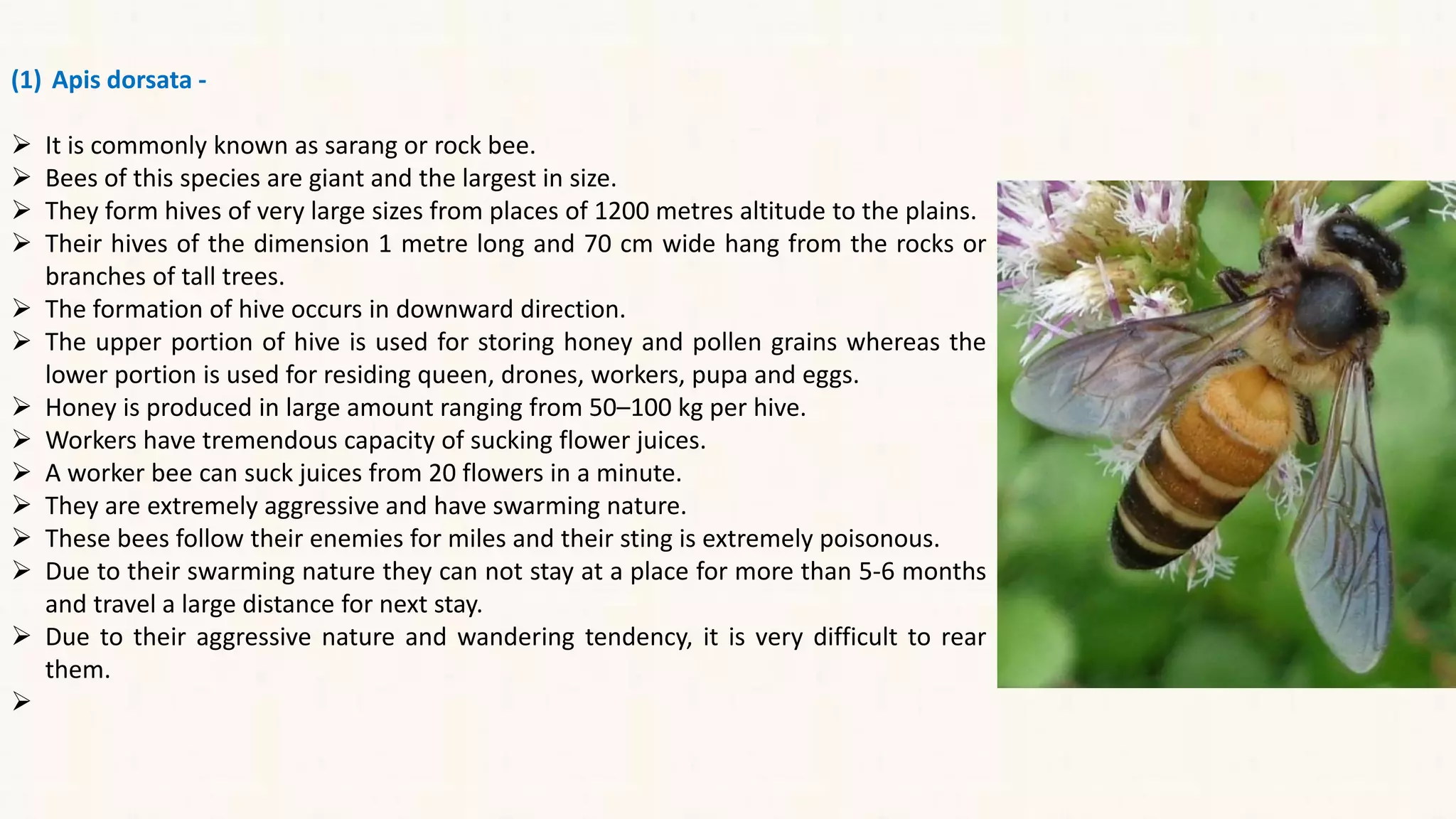 Apiculture123.pptx