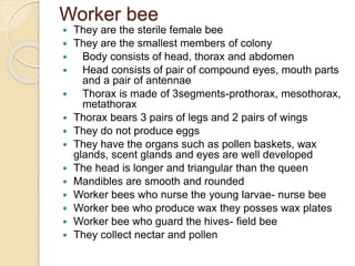 Apiculture and bee keeping.pptx