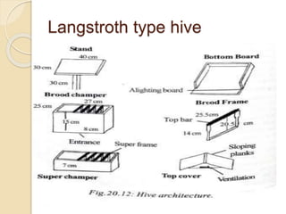Apiculture and bee keeping.pptx