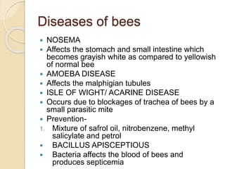 Apiculture and bee keeping.pptx