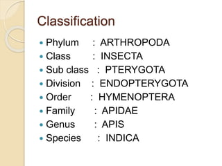 Apiculture and bee keeping.pptx