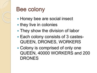 Apiculture and bee keeping.pptx