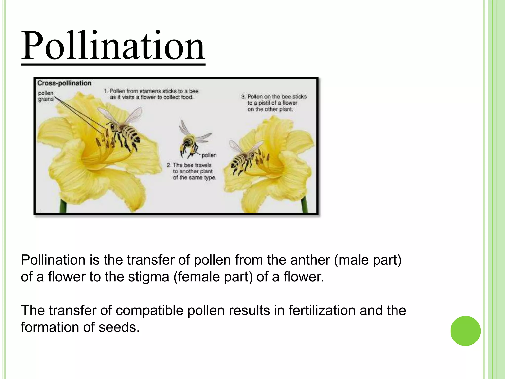 Importance of pollinator in fruit crops | PPTX