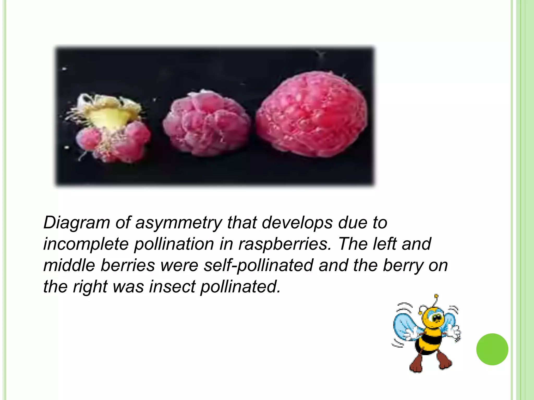 Importance of pollinator in fruit crops | PPTX