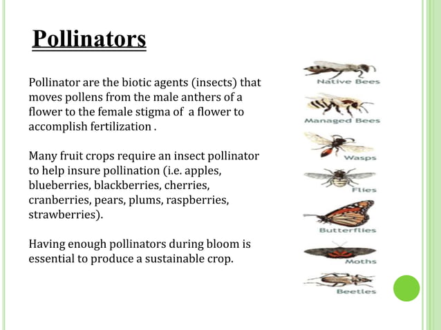 Importance of pollinator in fruit crops | PPTX | Beekeeping | Hobbies & Interests