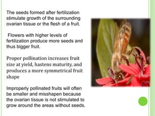 Importance of pollinator in fruit crops | PPTX