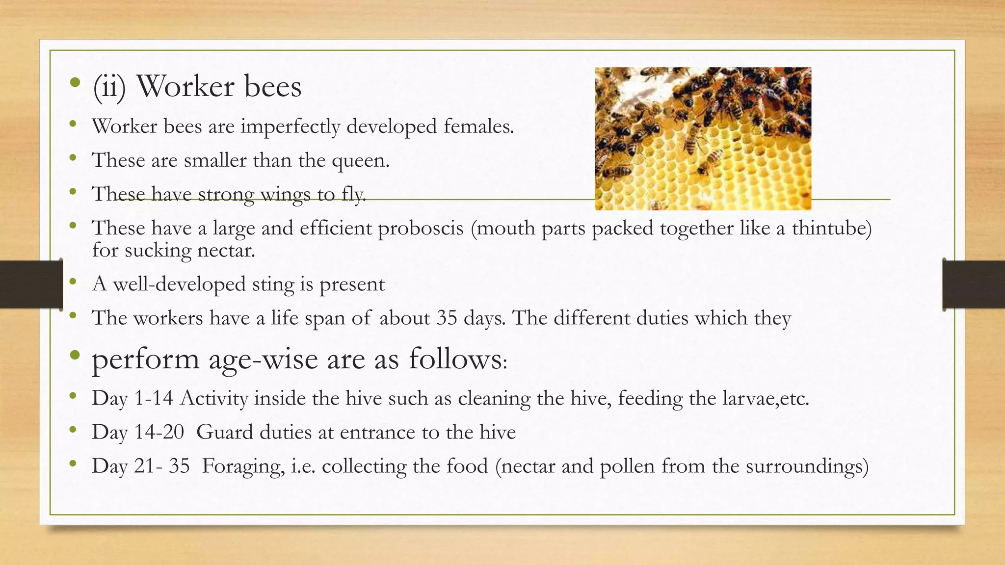 Apiculture in india & modern method of apculture | PPT