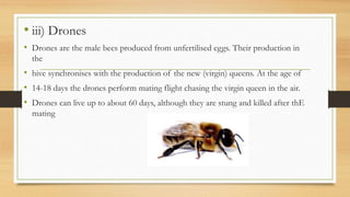 Apiculture in india & modern method of apculture | PPT