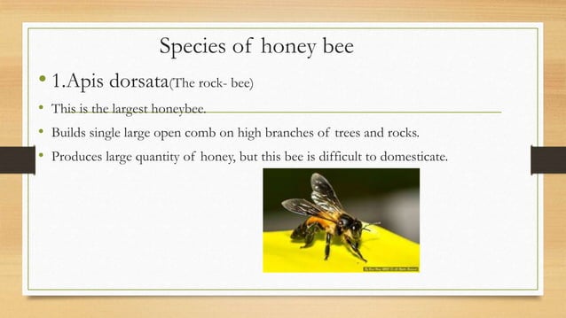 Apiculture in india & modern method of apculture | PPT