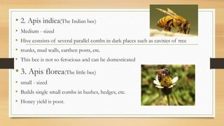 Apiculture in india & modern method of apculture | PPT