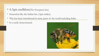 Apiculture in india & modern method of apculture | PPT