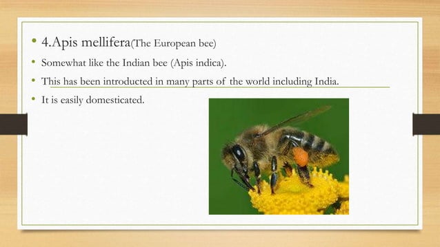 Apiculture in india & modern method of apculture | PPT