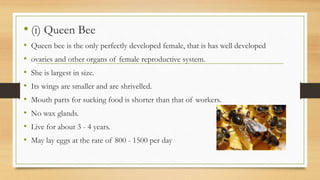 Apiculture in india & modern method of apculture | PPT