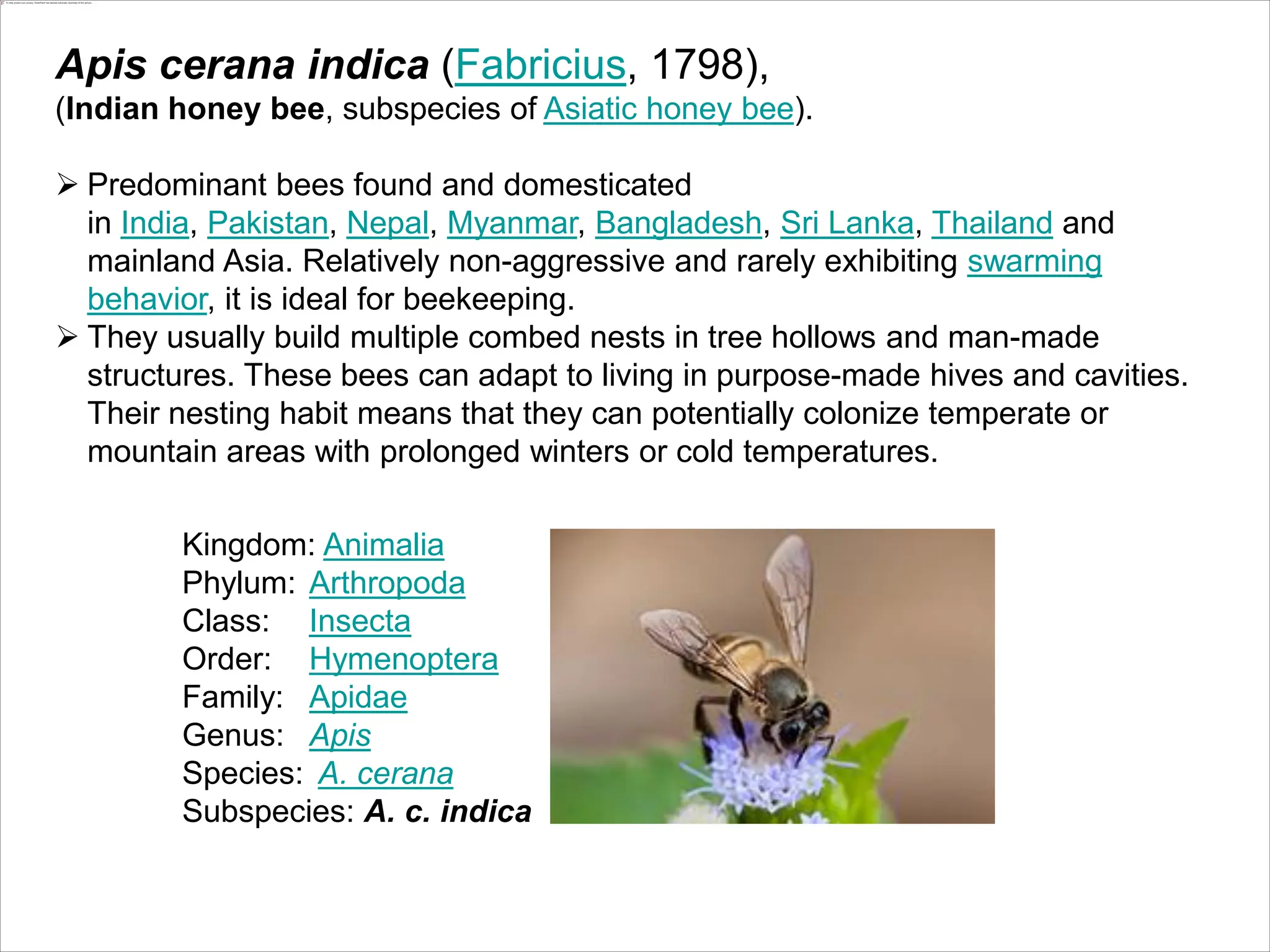 Apiculture flower pollinator honey bee queen drone worker hive wild ...