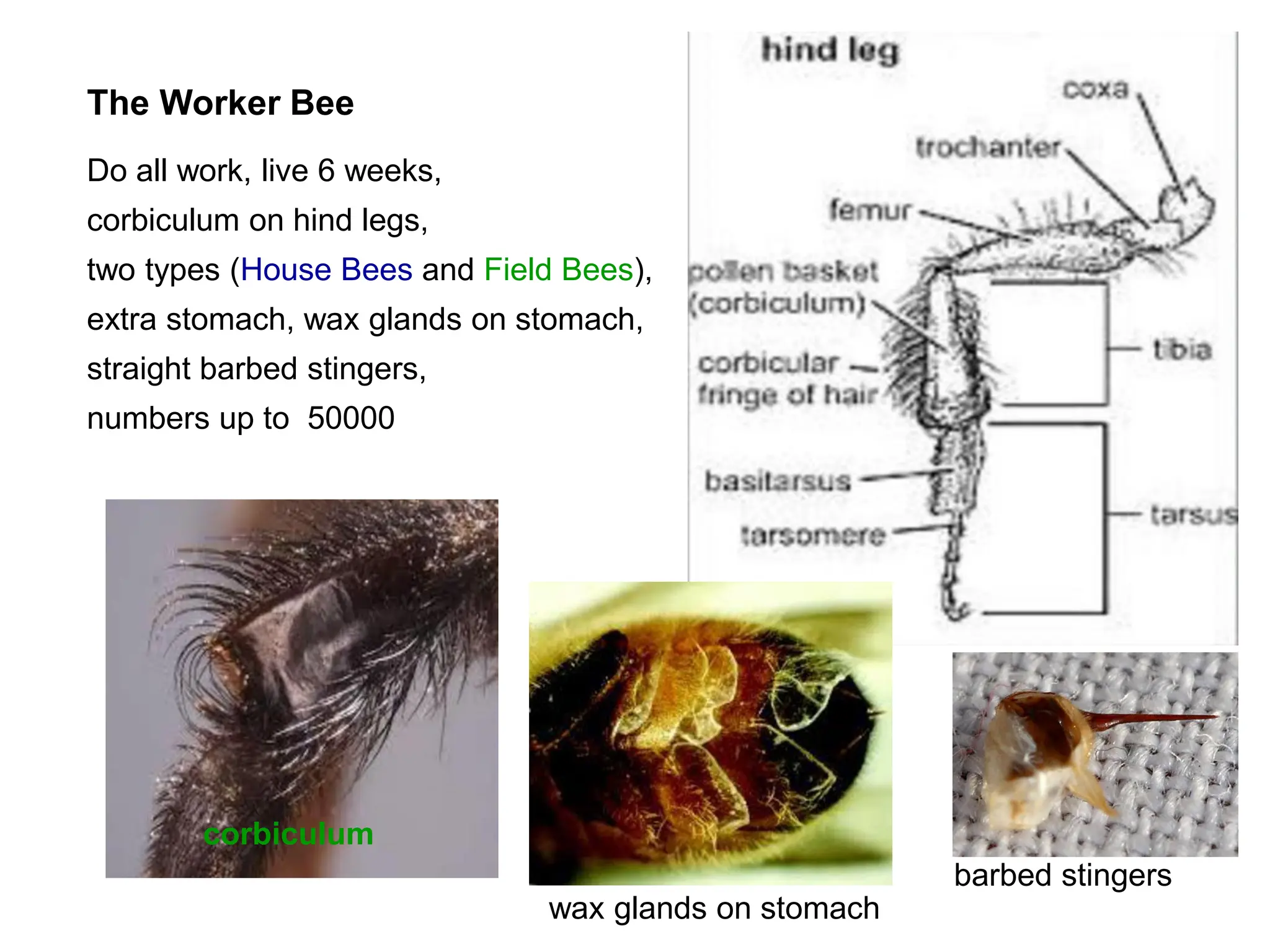 Apiculture flower pollinator honey bee queen drone worker hive wild ...