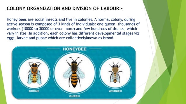 Apiculture ppt | PPTX | Beekeeping | Hobbies & Interests