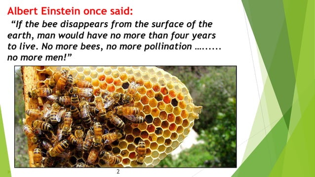 Apiculture ppt | PPTX | Beekeeping | Hobbies & Interests